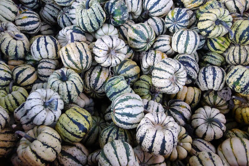 Striped Acorn Squashes stock photo. Image of fall, america - 129783444