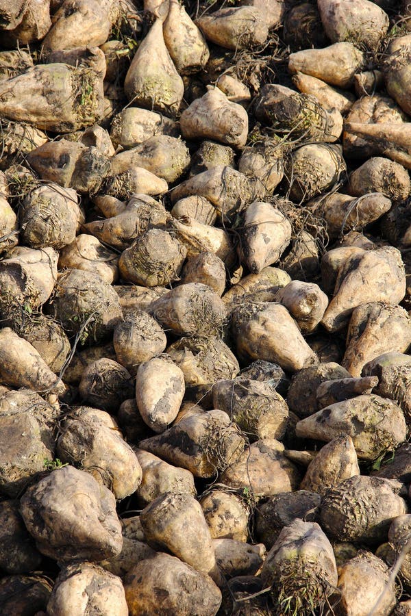 Pile of sugar beet stock image. Image of grow, countryside - 48074835