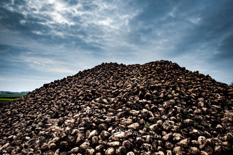 Pile of sugar beet stock image. Image of collection, processing - 63747043