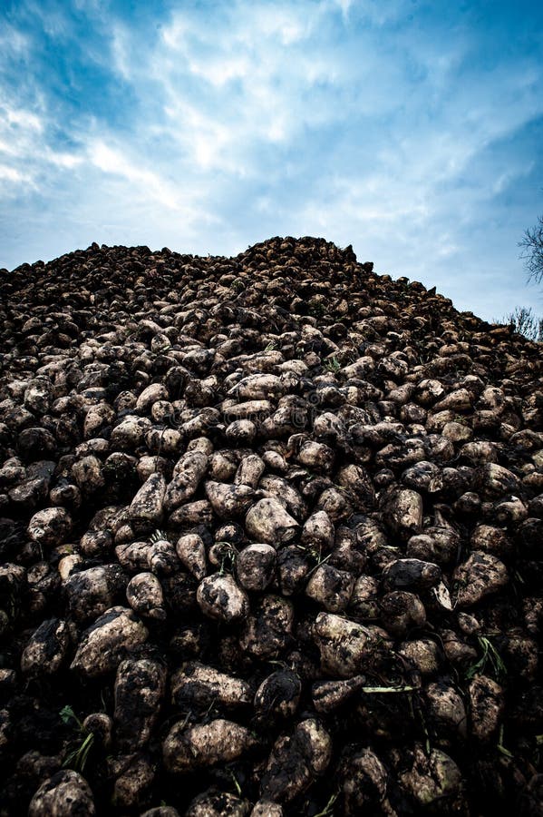 Pile of sugar beet stock image. Image of pile, beet, collection - 63747157