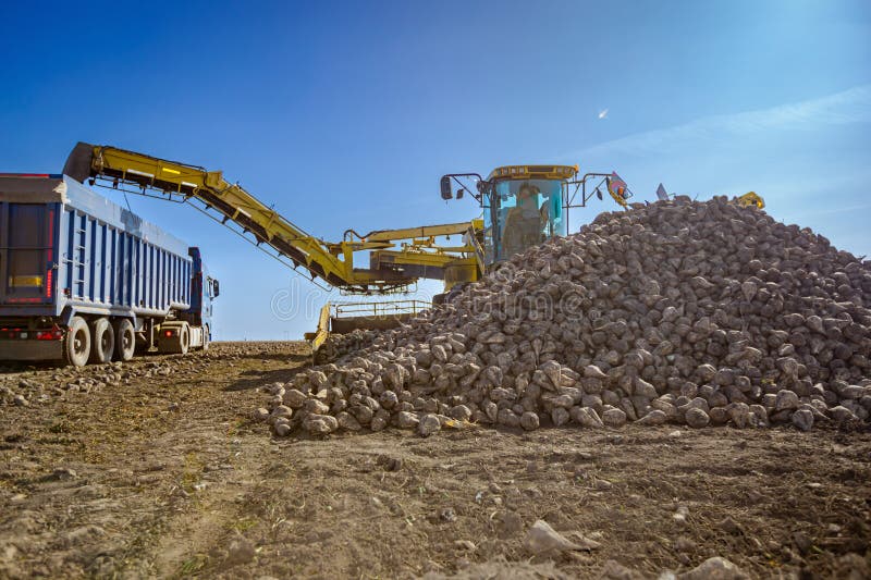 Pile of Sugar Beet, Machine is Collecting, Loading into a Truck for ...