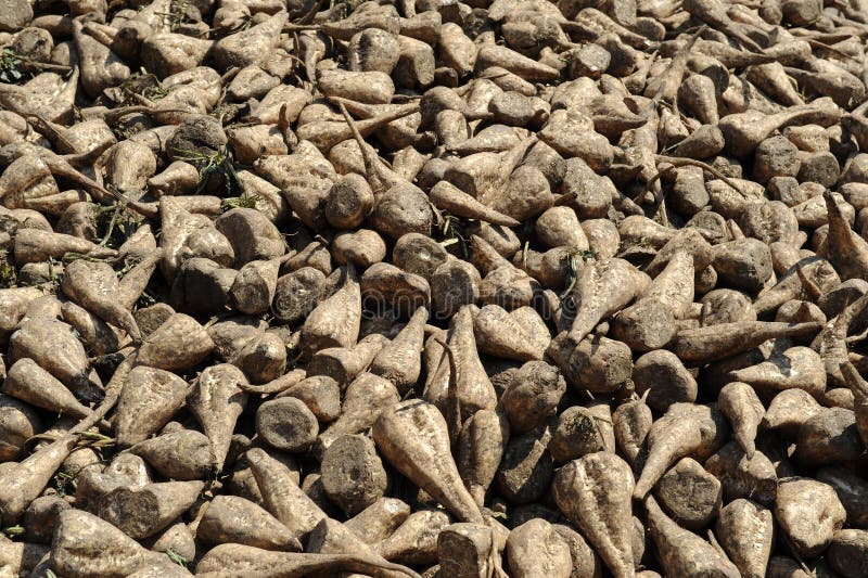 Pile of Sugar Beets on a Farm Stock Image - Image of objects, group ...