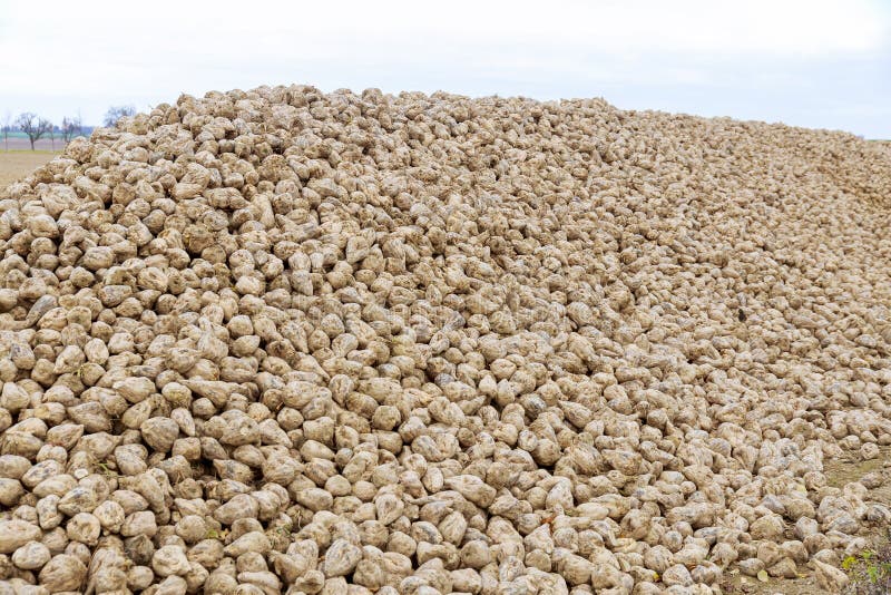 A Pile of Sugar Beets. Harvested Sugar Beets from the Field. Stock ...