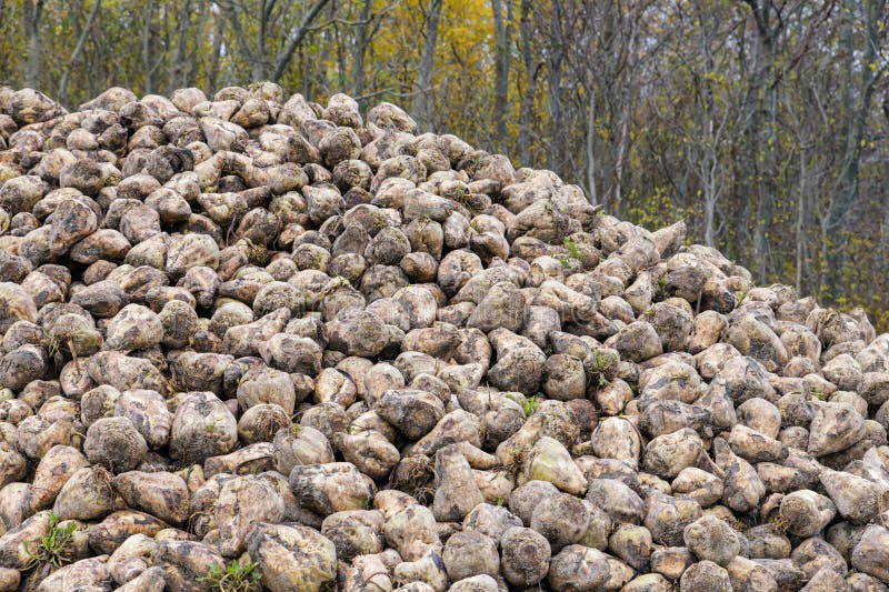 A pile of sugar beets stock photo. Image of dirty, industry - 306544950