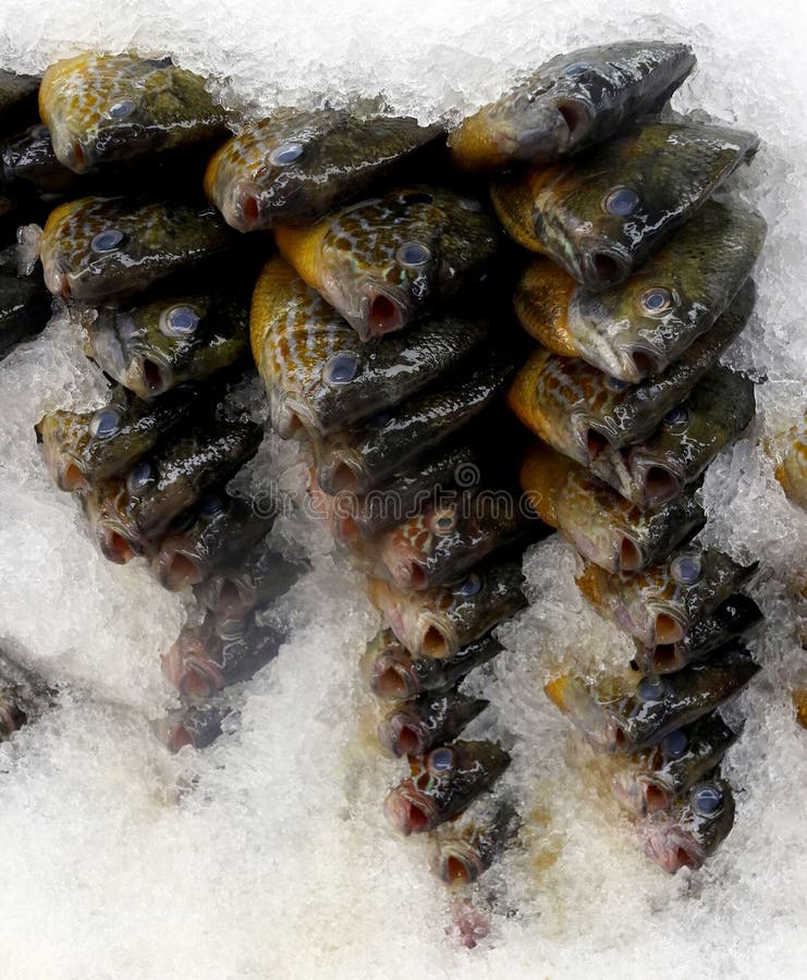 Sun Perch on Ice at Fish Market Stock Photo - Image of fare, cook ...