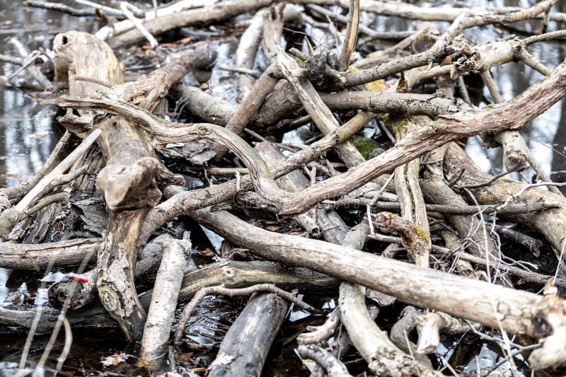 Pile of Tangled Tree Branches in Water Stock Image - Image of pile ...