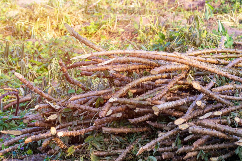 Pile of Raw Tapioca Pearls Isolated Stock Photo - Image of food ...