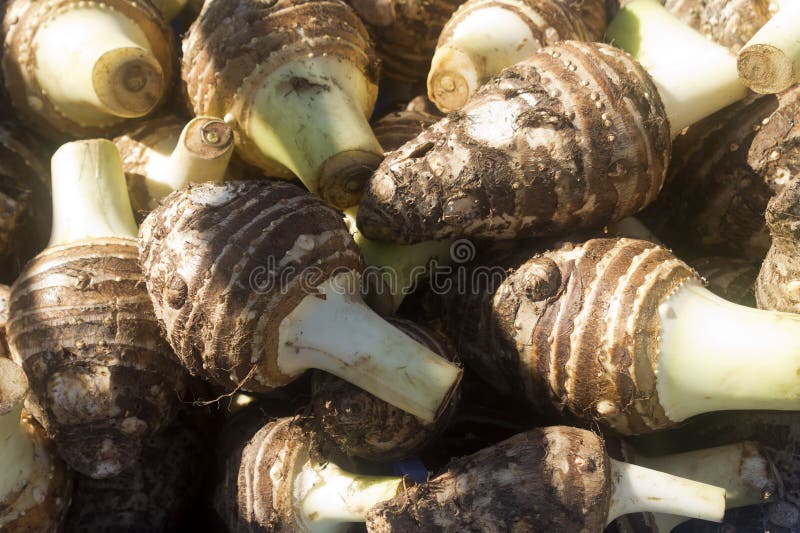Pile of taro roots stock photo. Image of colocasia, organic - 171233506