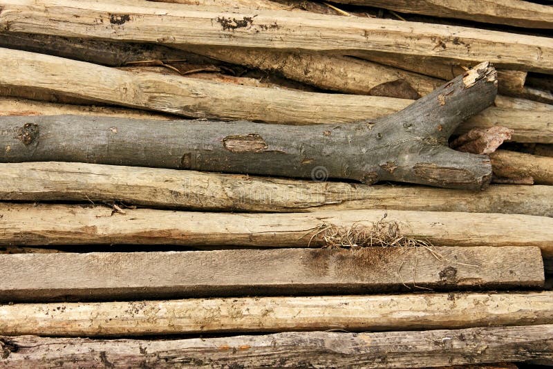 Pile of thin wooden sticks stock photo. Image of nature - 50062964
