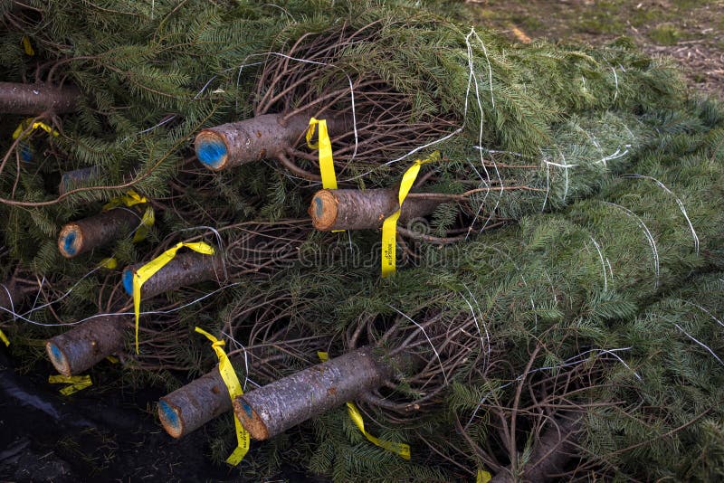 Pile Of Douglas Fir Trees Stock Image Image Of Market 262794723