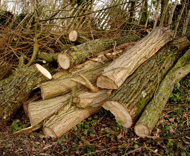 Pile of Timber stock image. Image of woodland, sawn, stack - 1856147