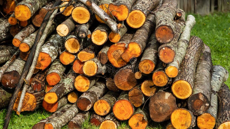 Pile of Timber, Felled Trees. Stacked in a Pile Stock Image - Image of ...