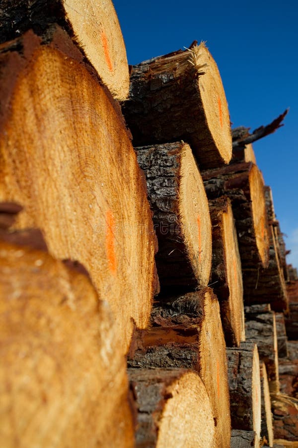 Pile Of Timber Logs From Logging Stock Image - Image of hardwood ...