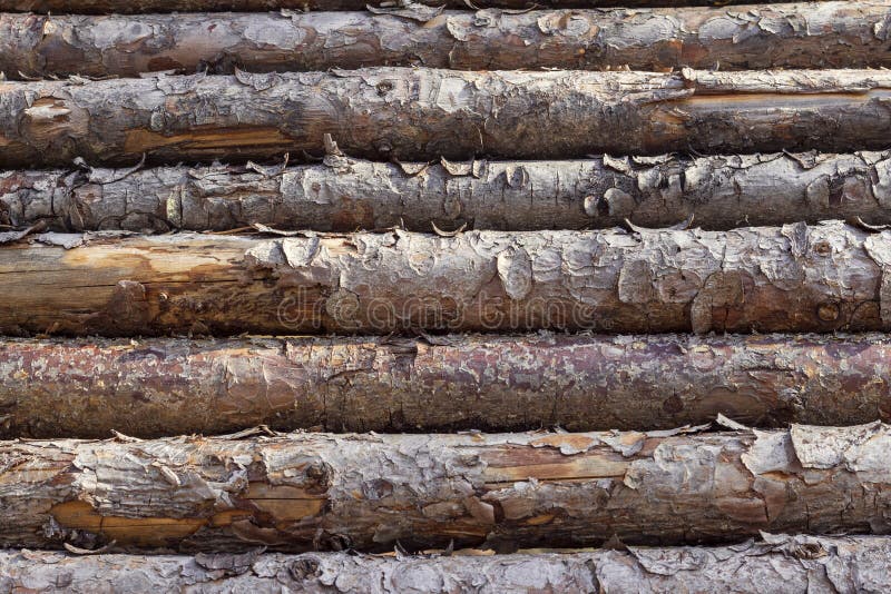 Pine Tree Timber Found in the Forest Stock Photo - Image of material ...