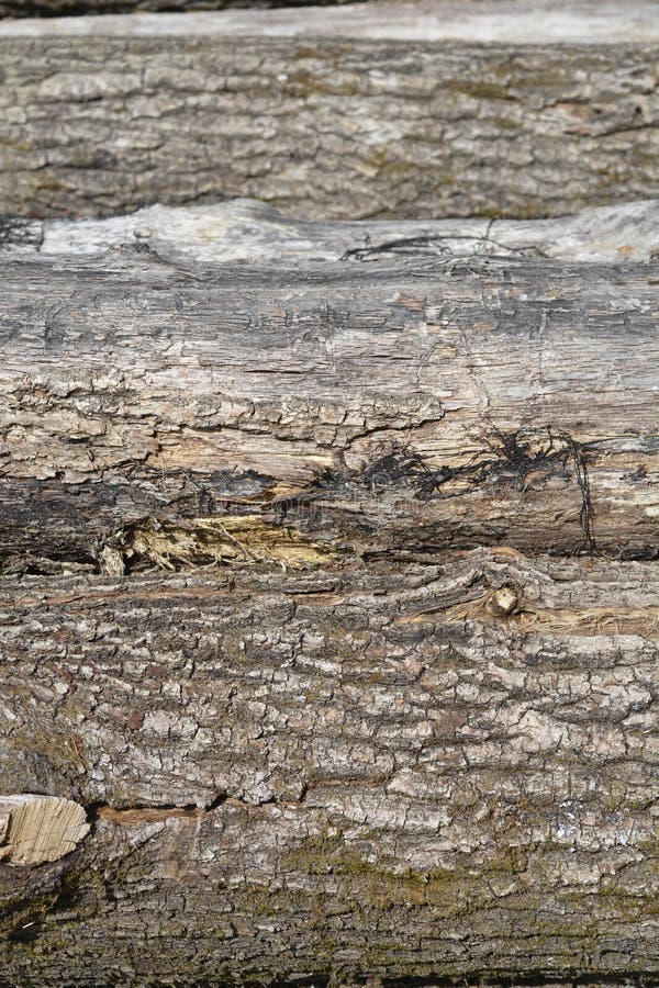 Pile of timber stock image. Image of outdoors, firewood - 335718683