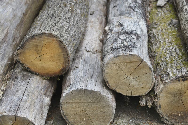 Pile of timber stock photo. Image of trunks, outdoors - 342456662