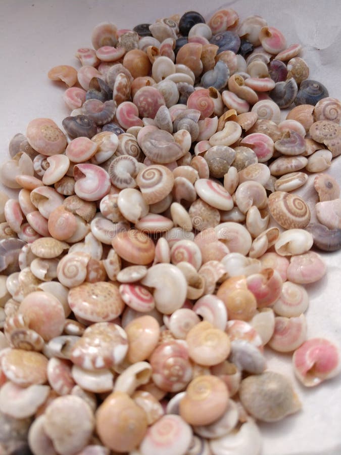 Pile of Tiny Pearl White Cream Seashells Stock Image - Image of cream ...