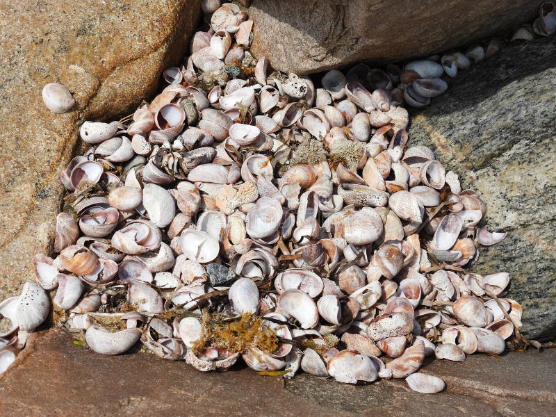 Tiny Seashells Left in Tidal Pool Rock Crevice on Connecticut Seashore ...