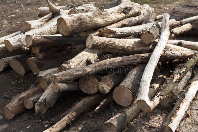Pile of Tree Branch, Wood Stick Stock Photo - Image of ecosystem ...