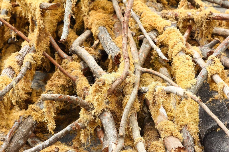 Pile of tree branches stock photo. Image of background - 119696296