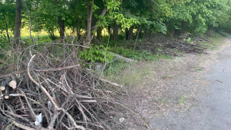 A Pile of Tree Branches on the Ground, Making Firewood Stock Video ...