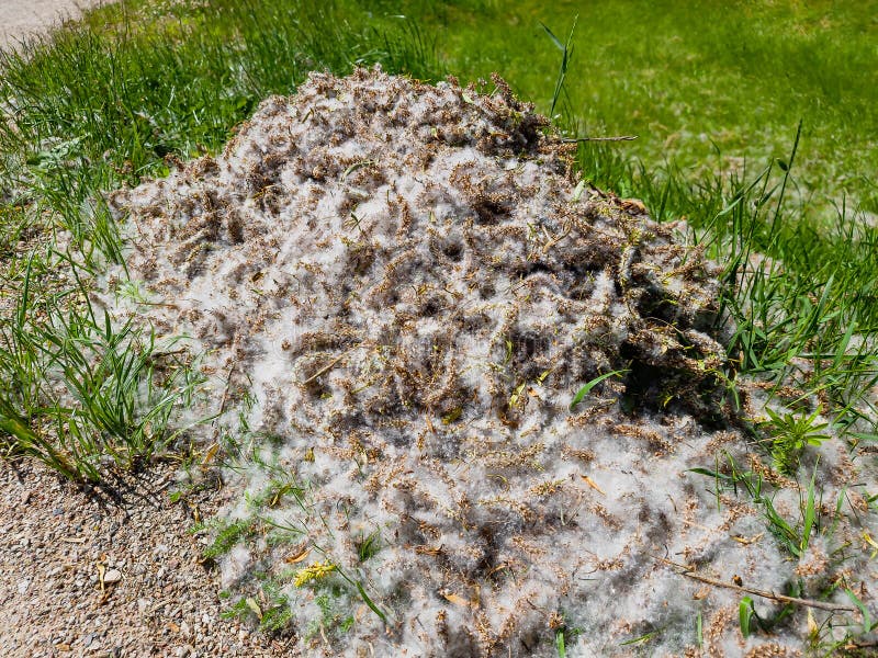 A Pile of Tree Fluff Has Been Swept Up on the Street Stock Image ...