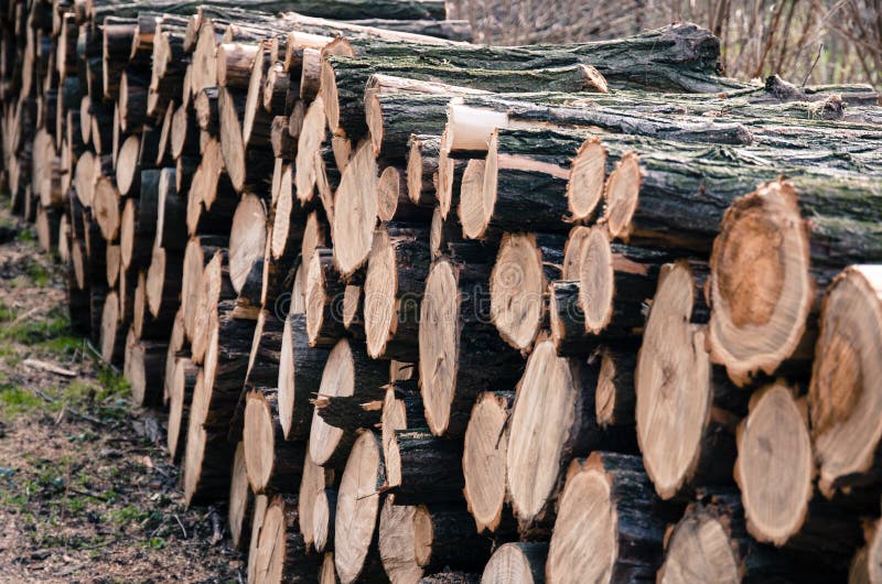Pile of tree stumps stock image. Image of firewood, heat - 67466045