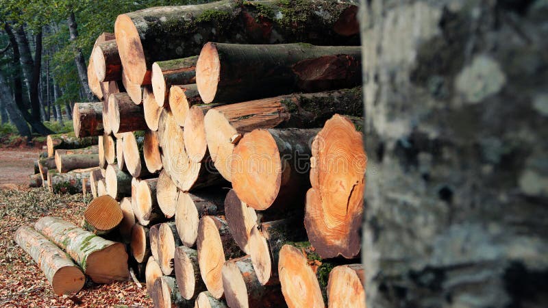 Pile of Tree Trunks in the Forest Stock Photo - Image of forest ...