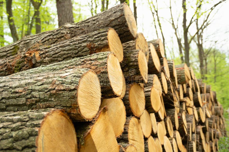 A Pile of Tree Trunks from the Forest Clearings Stock Image - Image of ...