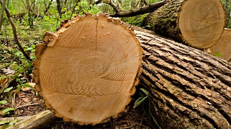 Pile of Tree Trunks in Forest Stock Image - Image of harvesting ...