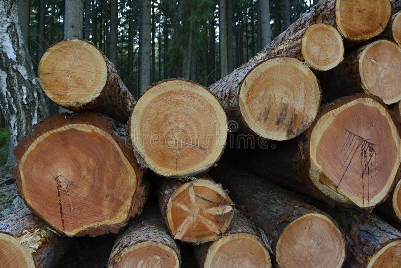 Pile of Tree Trunks in the Forest (Mining Industry), Czech Republic ...