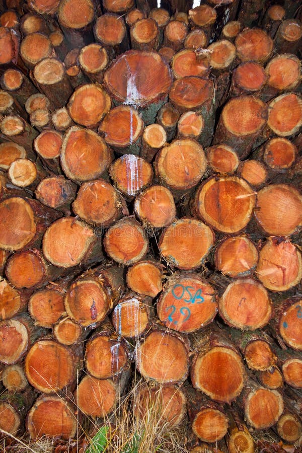 Pile of tree stems stock photo. Image of lumber, trunk - 26765838