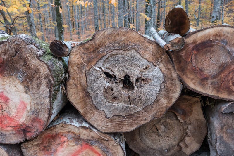 Pile of Tree Trunks stock image. Image of stack, trunk - 186227083