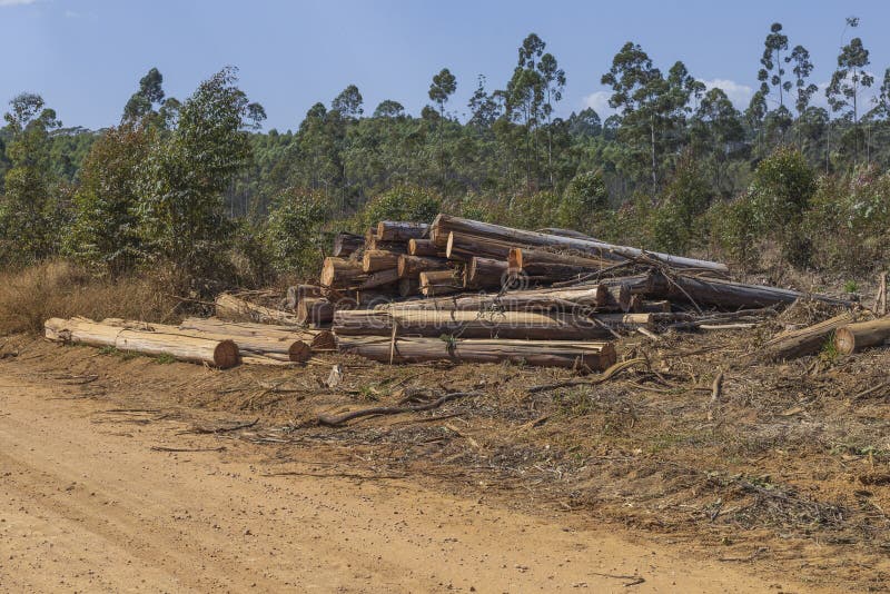 Pile of Tree Trunks Recently Cut Down in a Forest, Brazil. Stock Image ...
