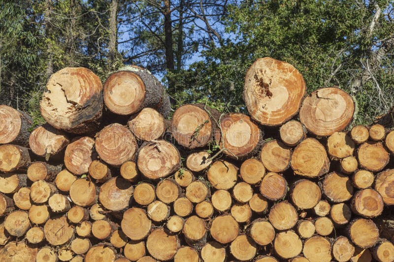 A Pile of Tree Trunks Recently Cut Down in a Forest of Europe. Stock ...