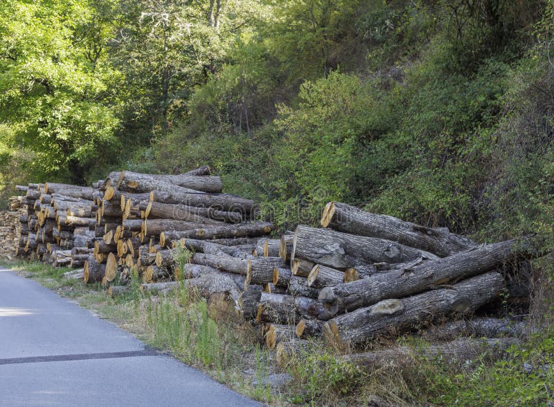 Pile of Tree Trunks Recently Cut Down in the Forest. Stock Photo ...