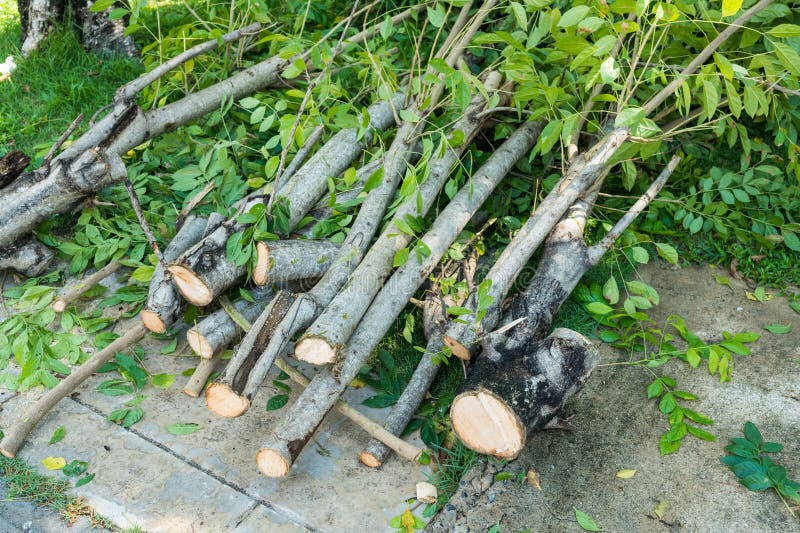 Pile of Tree Twigs, Branches and Leaves on the Ground after Tree ...