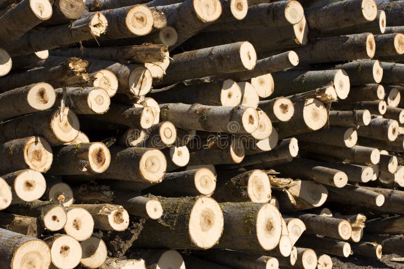 Pile of trees stock image. Image of agriculture, industry - 3499129