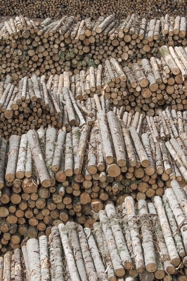 Pile of Trunks of Felled Trees Stock Image - Image of design, texture ...