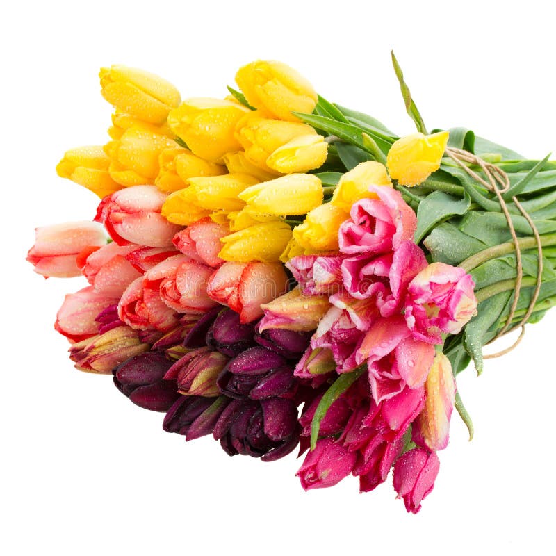 430 Pile Tulips Flowers Photos - Free & Royalty-Free Stock Photos from ...