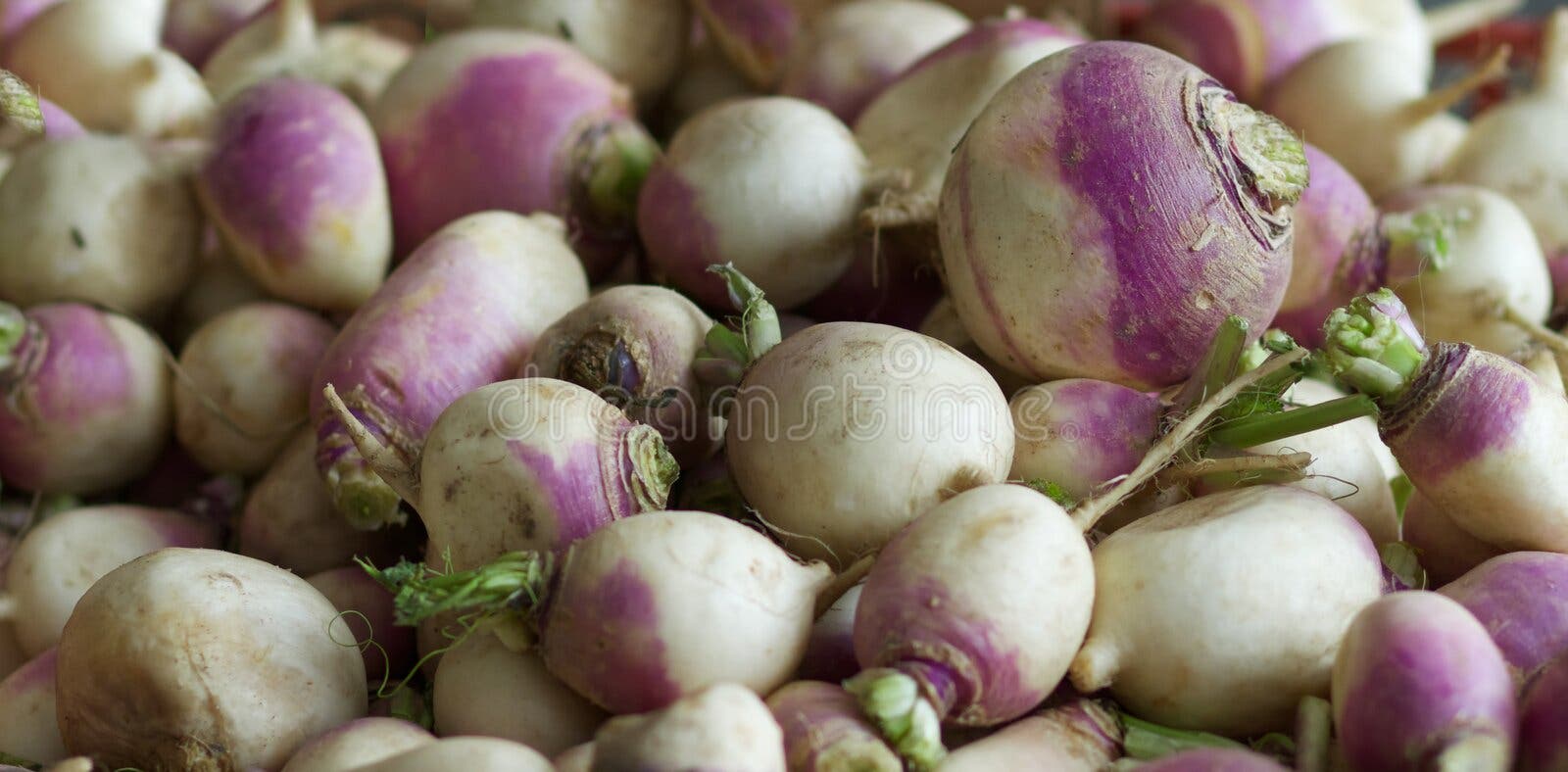 Turnips stock photo. Image of diet, rutabaga, health, food - 2405024
