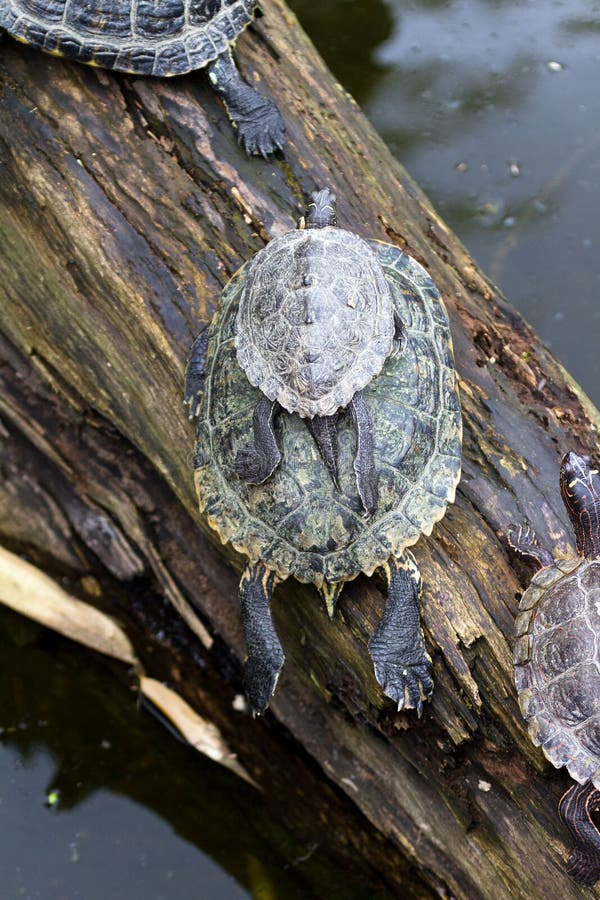 117 Pile Turtles Stock Photos - Free & Royalty-Free Stock Photos from ...