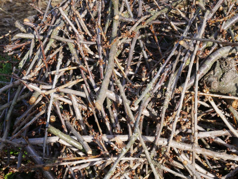 Pile of twigs stock photo. Image of tree, abstract, wood - 88278376