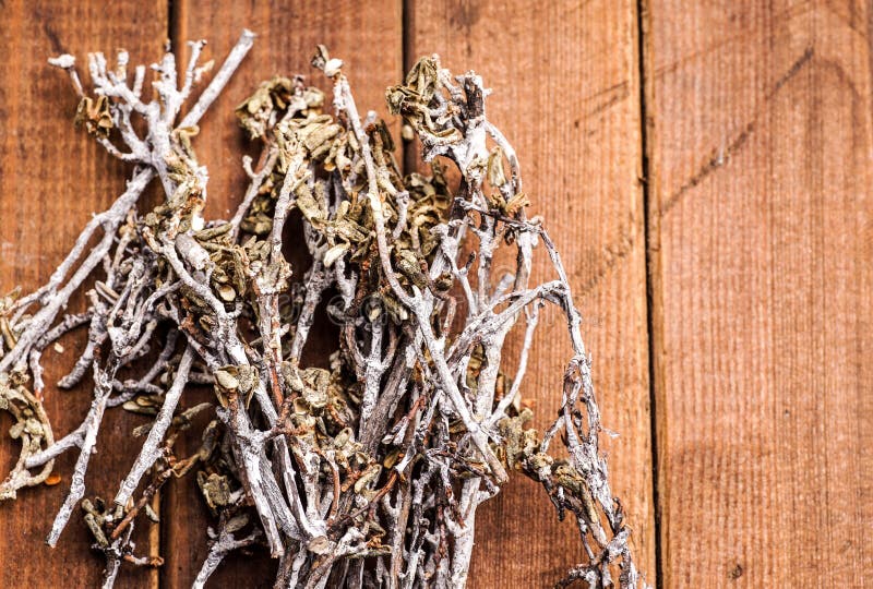 Twigs Used As Stem Cuttings To Propagate Plants Stock Image - Image of ...