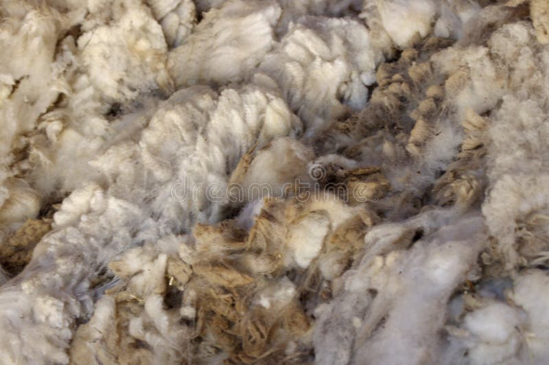 Pile Unclean Raw Wool Stock Photos - Free & Royalty-Free Stock Photos ...