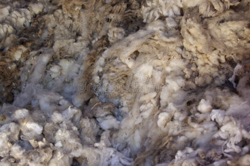 Pile Unclean Raw Wool Stock Photos - Free & Royalty-Free Stock Photos ...