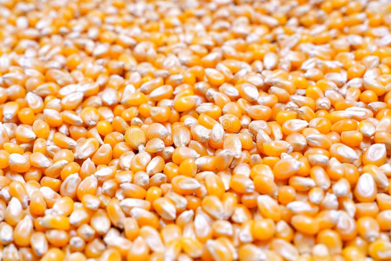 Pile of Uncooked Popcorn Seeds Stock Image - Image of diet, ripe: 253548671