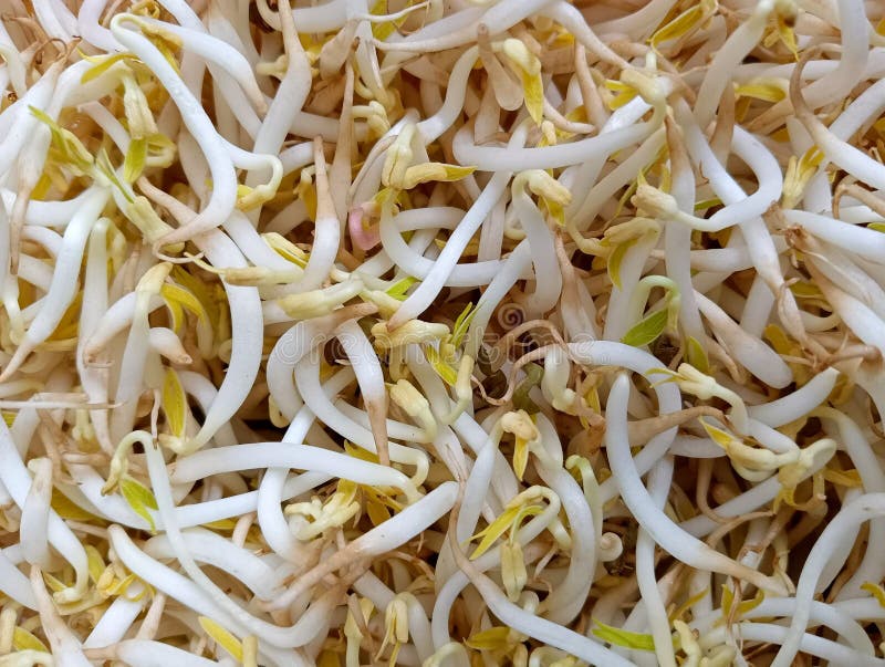 Pile of Vegetable Bean Sprouts, Bean Sprouts are Good for Male Sperm ...