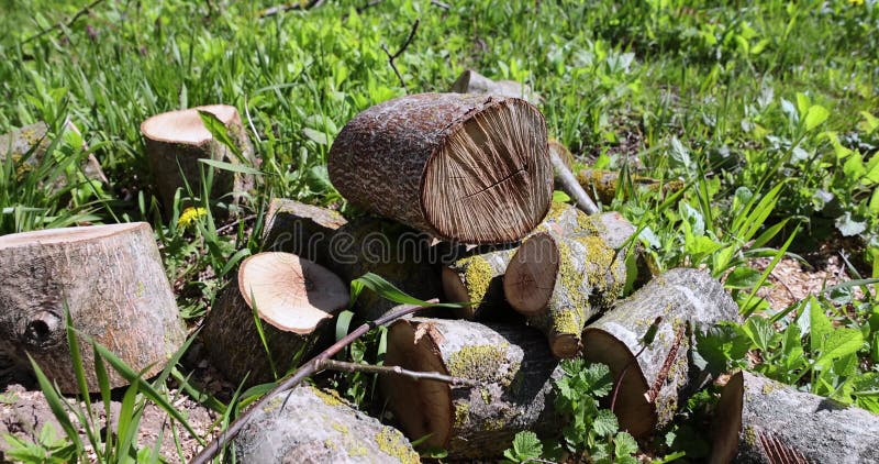 A Pile of Walnut Logs for Further Processing at the Sawmill Stock Video ...