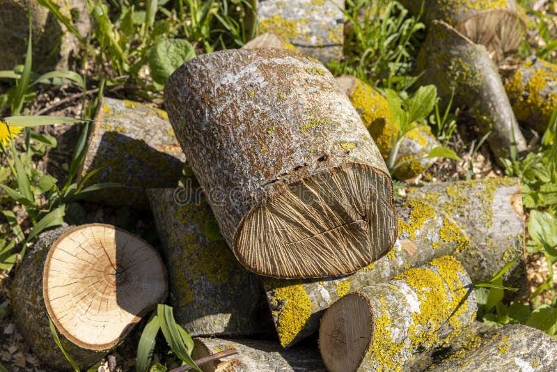 A Pile of Walnut Logs for Further Processing at the Sawmill Stock Image ...